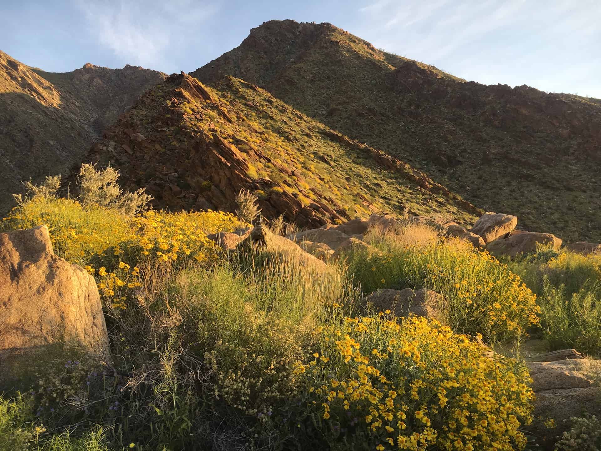 BORREGO SPRINGS HIKING - PALM CANYON | Mile Marker Memories