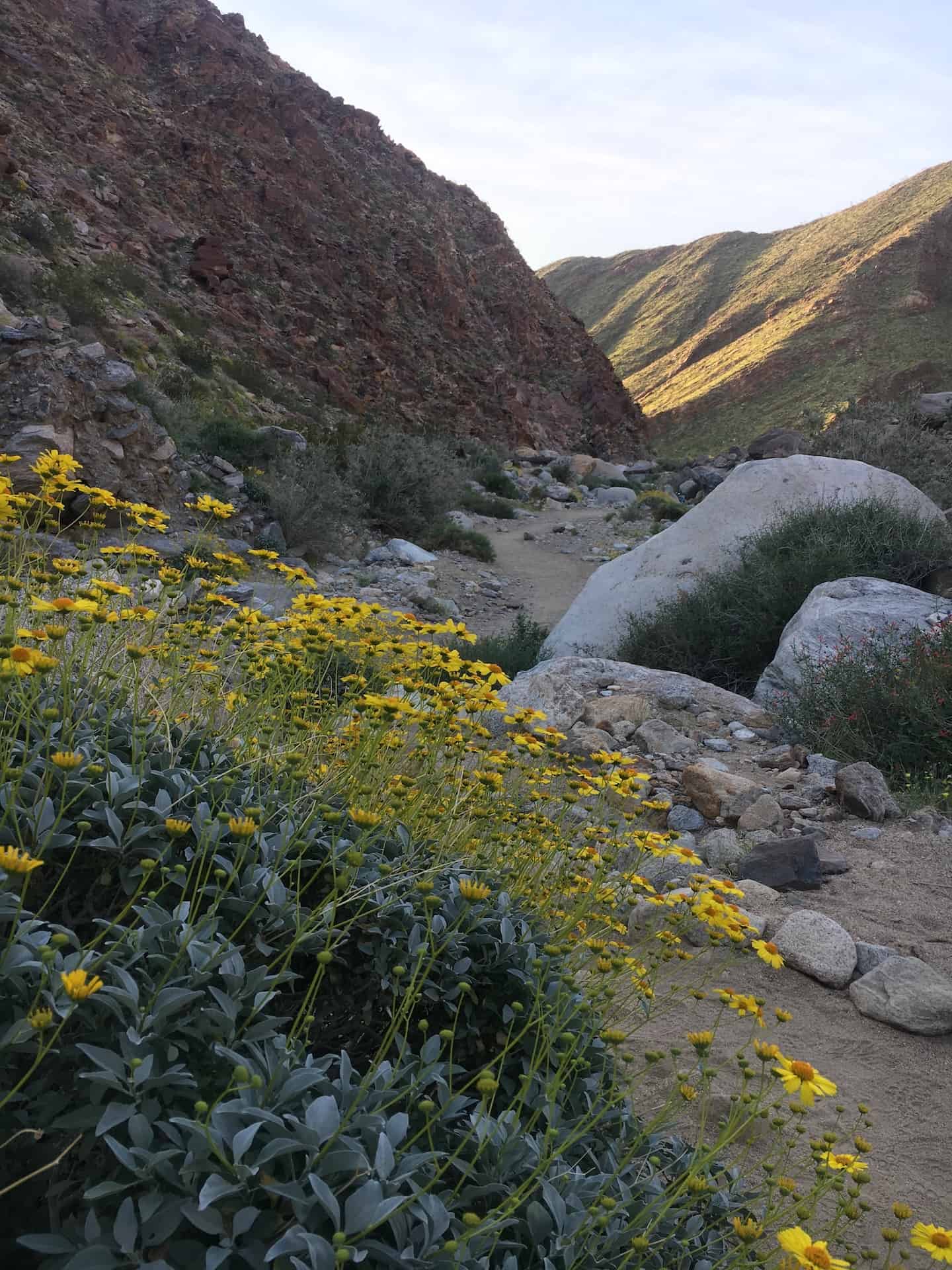 BORREGO SPRINGS HIKING - PALM CANYON | Mile Marker Memories